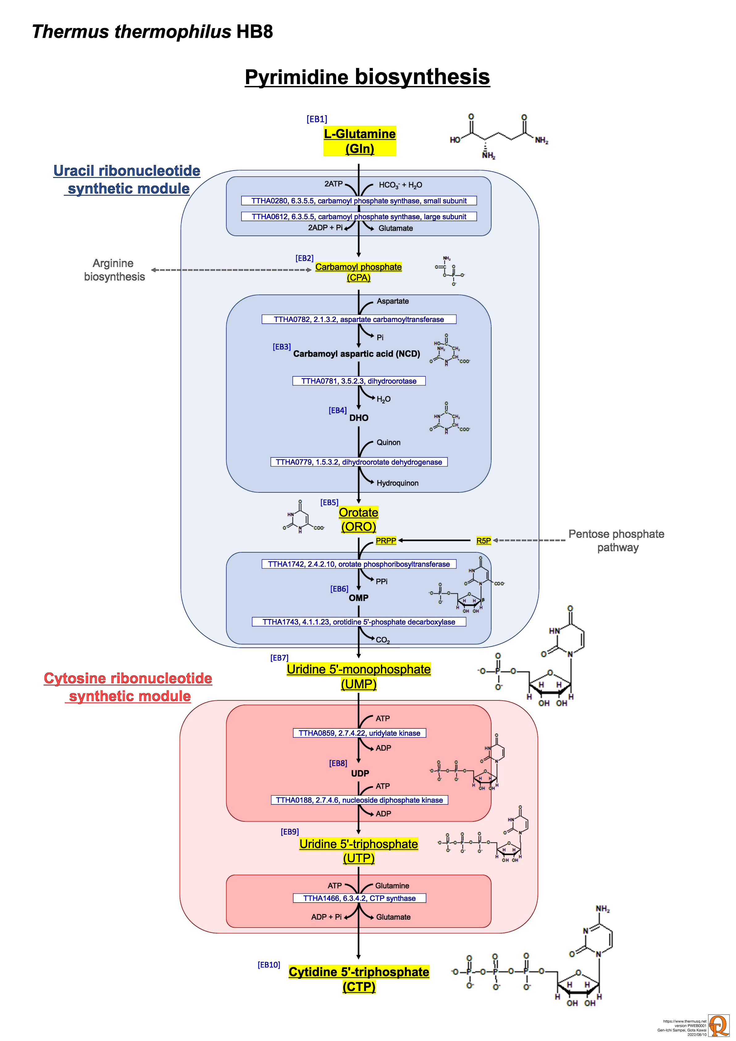 ThermusQ: Knowledgebase and Simulator of Thermus thermophilus